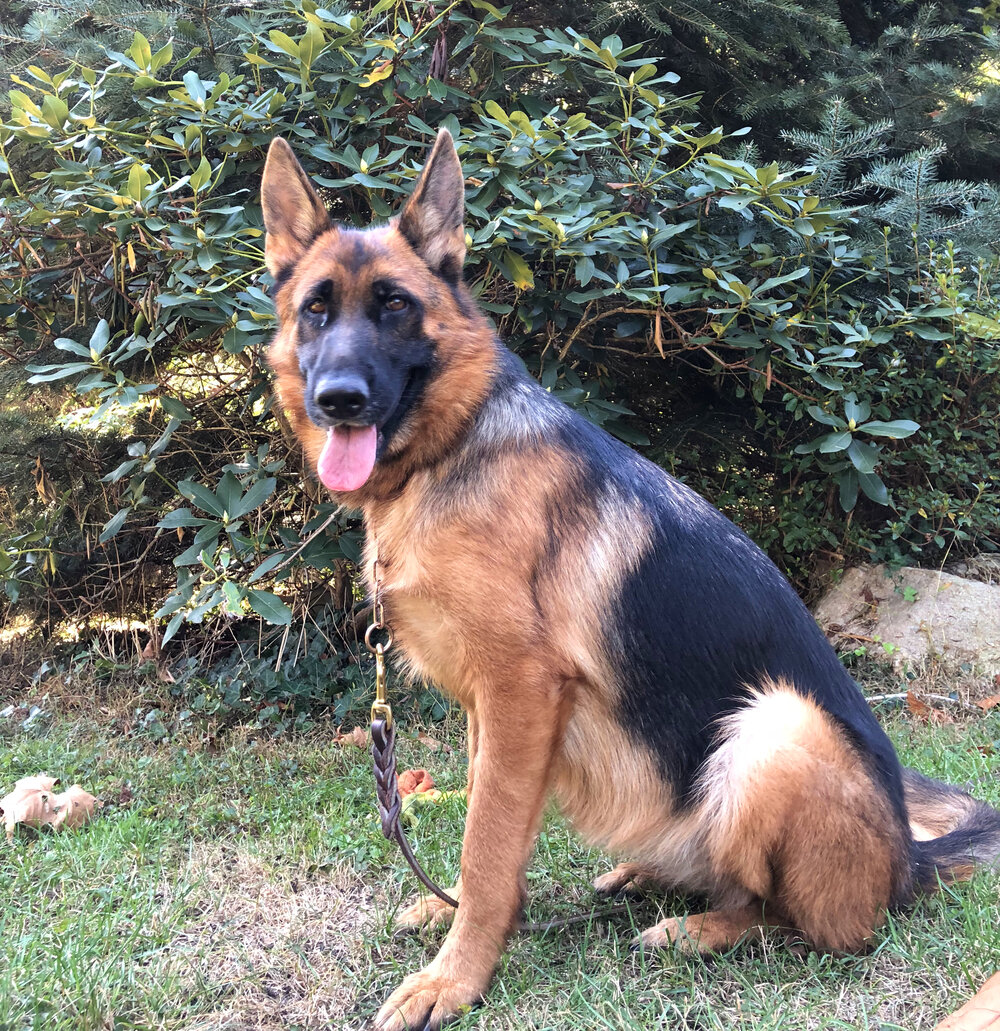 Lineage | Grand Lux German Shepherds