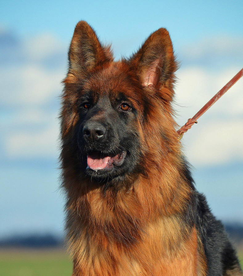 Meet Boulder — Grand Lux German Shepherds