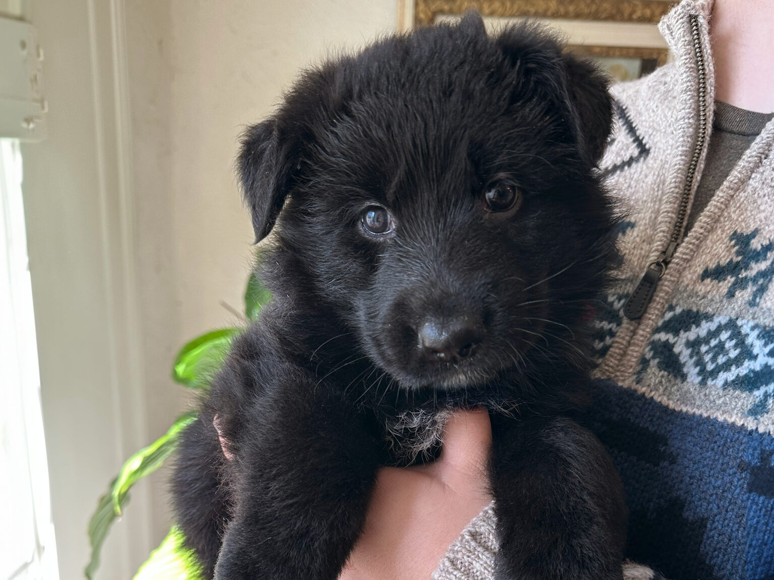 German Shepherd Puppies for Sale in Pennsylvania